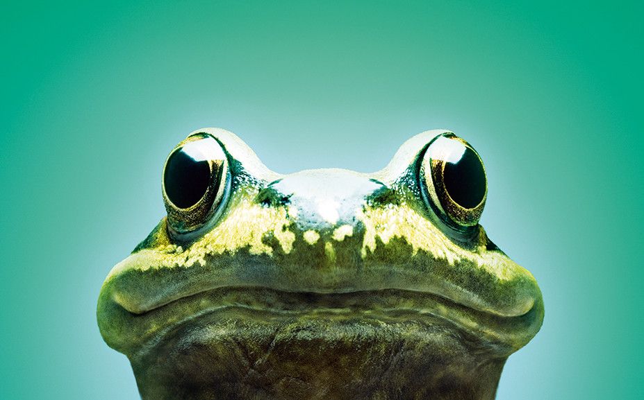 The patron saint of amphibians